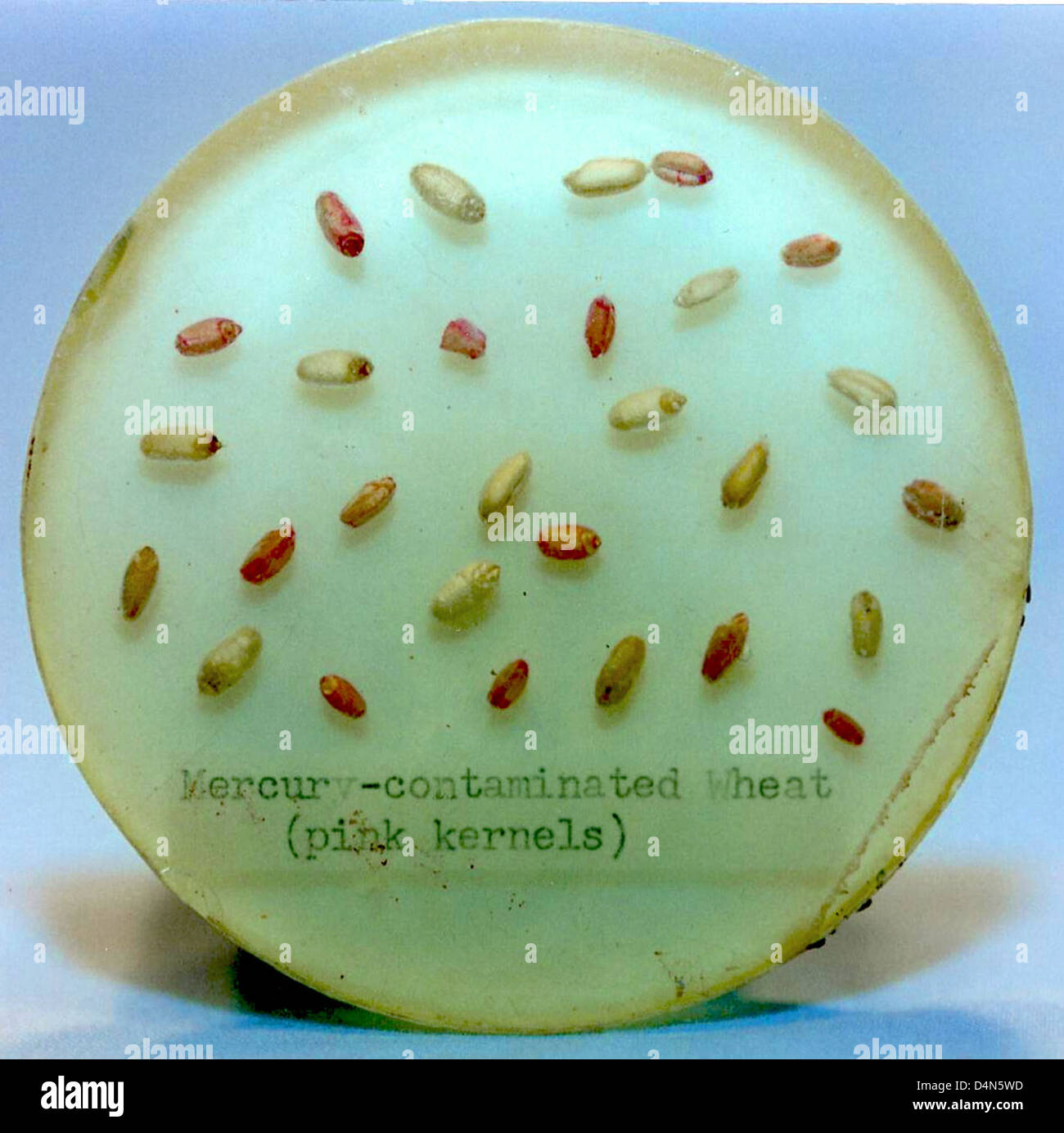 Contaminated grain hi-res stock photography and images - Alamy