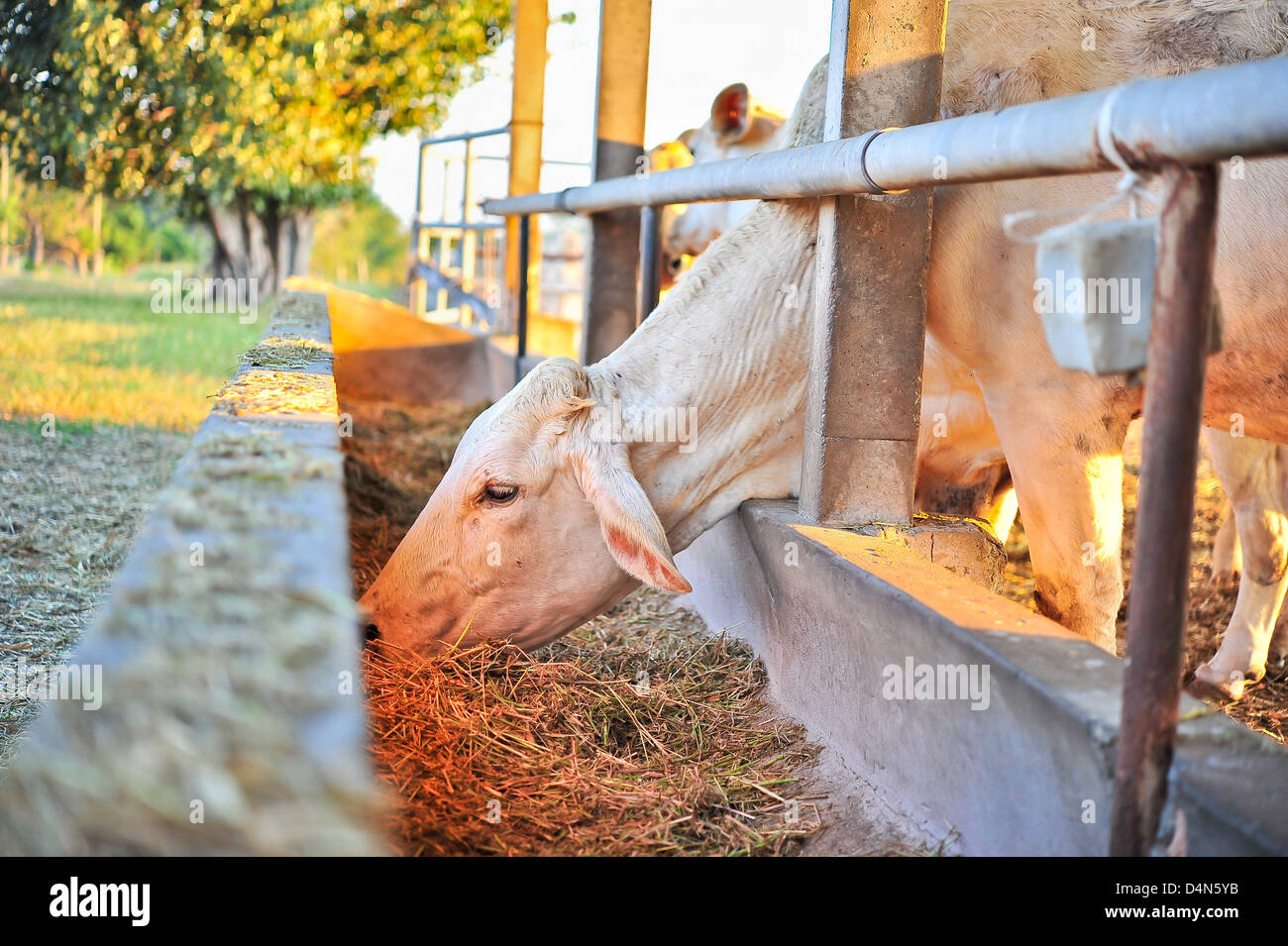 Beef livestock hay farming cattle cows meat hi-res stock photography ...