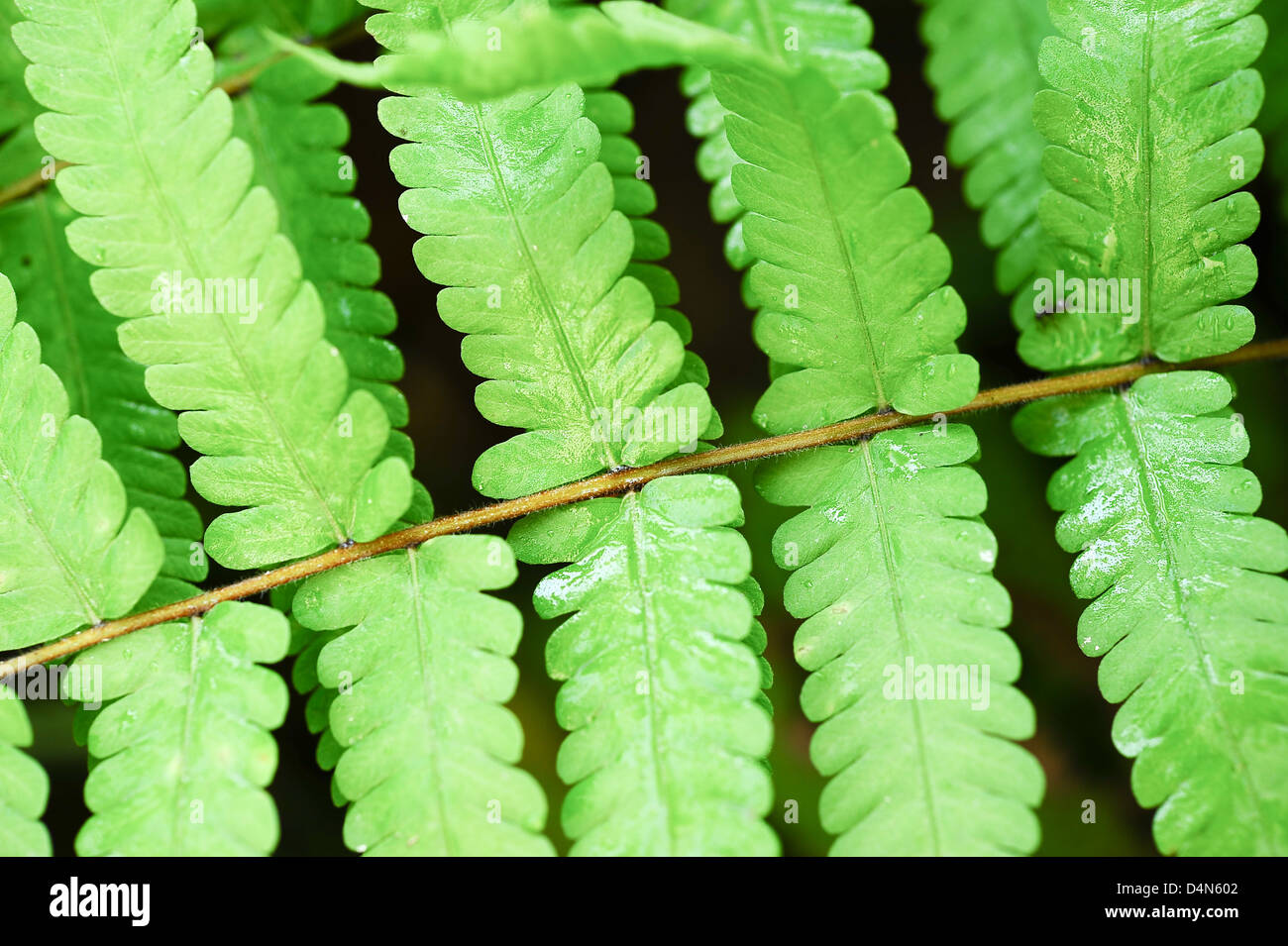 Leaf of fern hi-res stock photography and images - Alamy