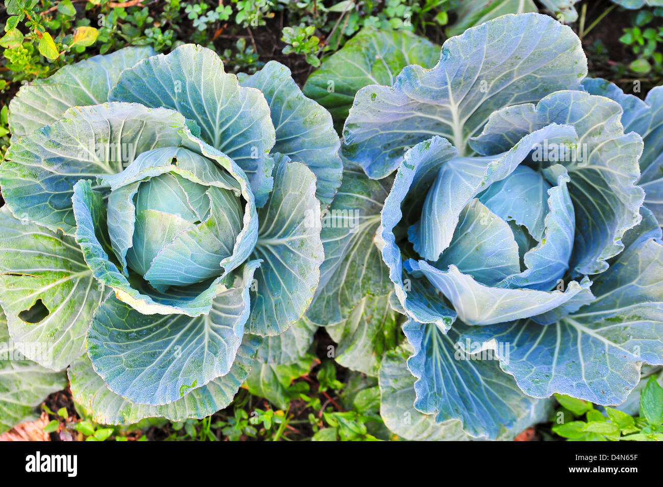 Gourmet fields hi-res stock photography and images - Alamy