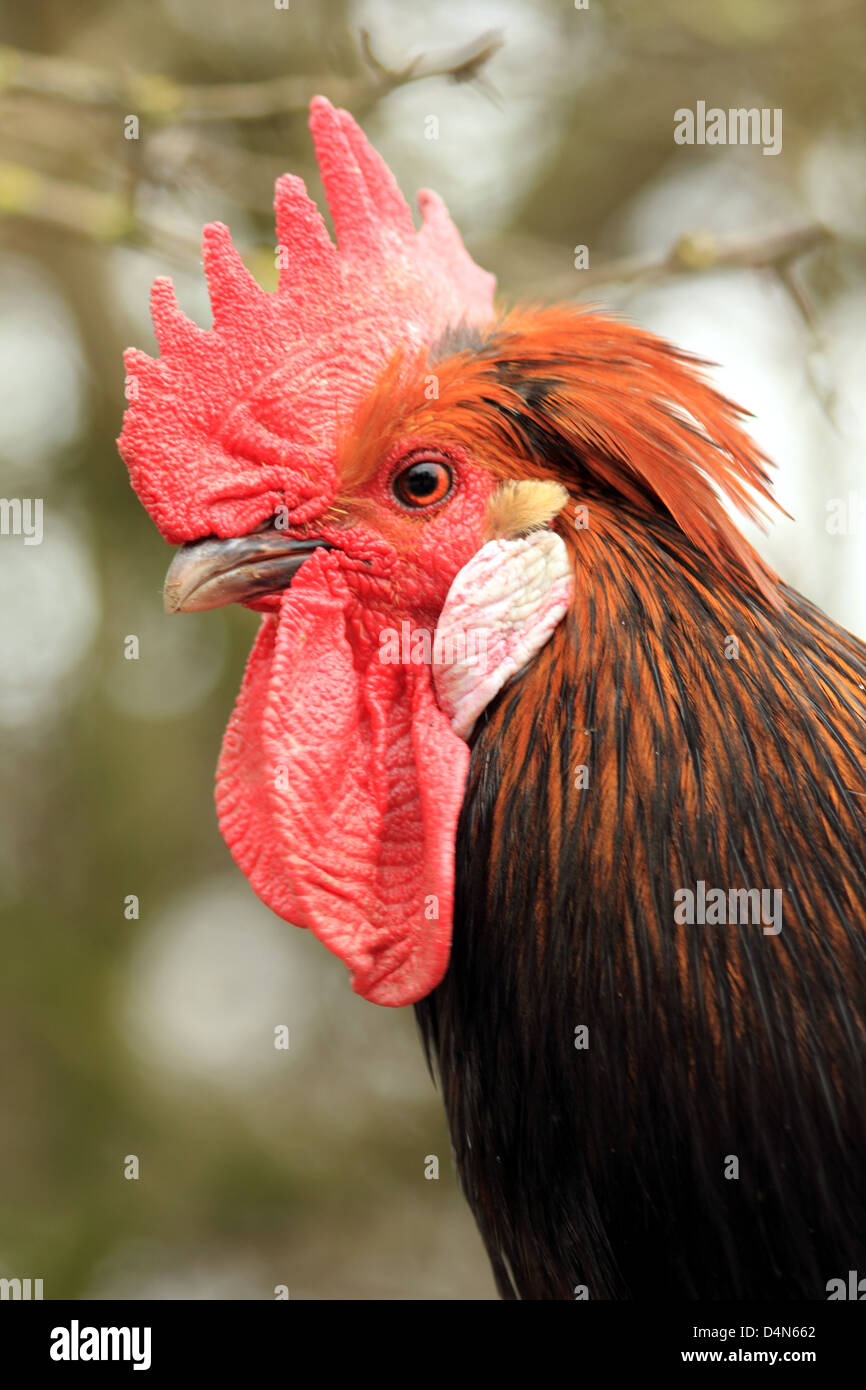 Cockerel Bird Domestic Fowl Poultry Stock Photo - Alamy