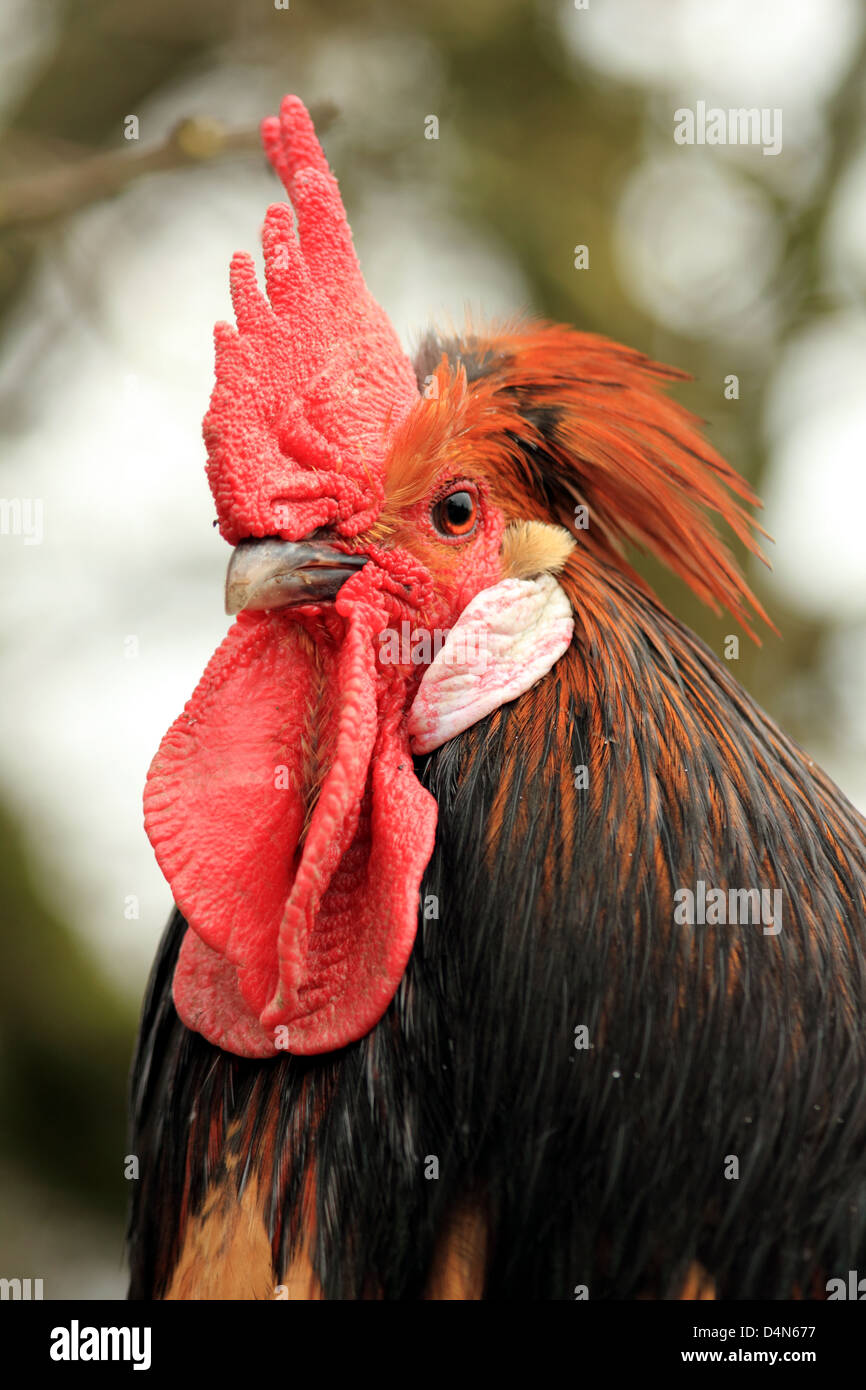 Cockerel Bird Domestic Fowl Poultry Stock Photo - Alamy