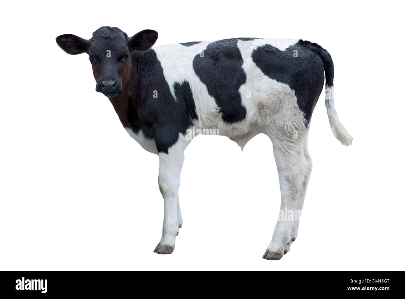 Black calf cow Cut Out Stock Images & Pictures - Alamy