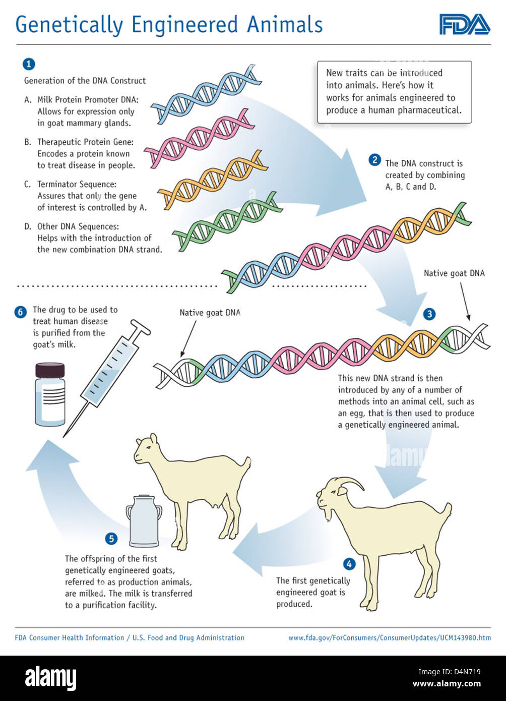 Genetically engineered animals, developed through biopharming ...
