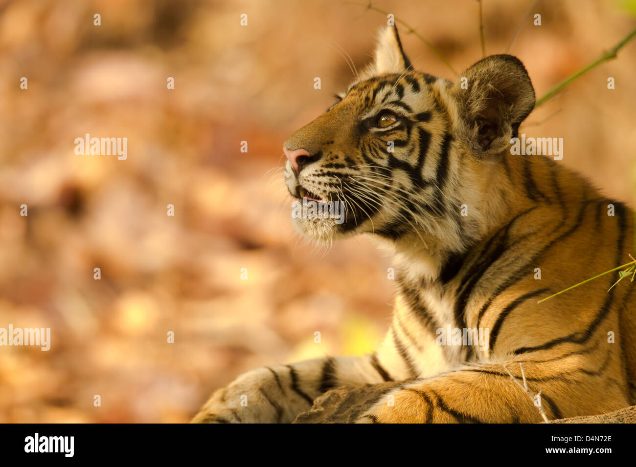 Tiger cub sitting hi-res stock photography and images - Alamy