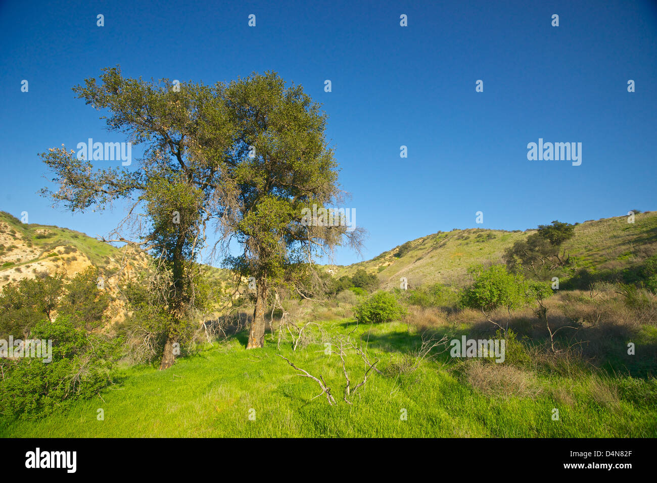 Grassy meadow in the canyons of southern California Stock Photo - Alamy