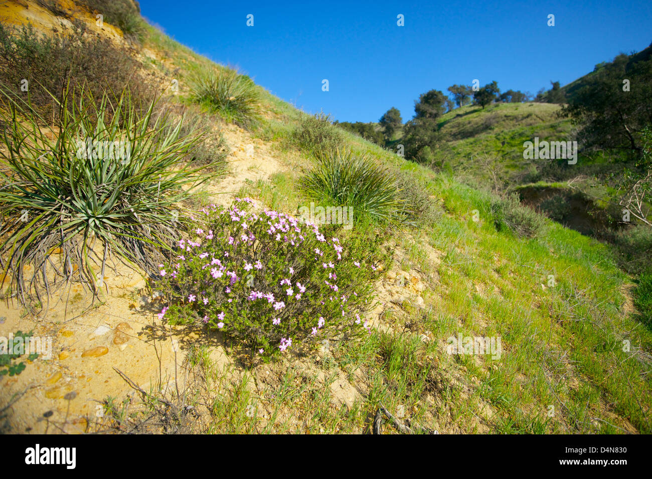 Wildflowers grow on a hillside in southern California's canyon land ...