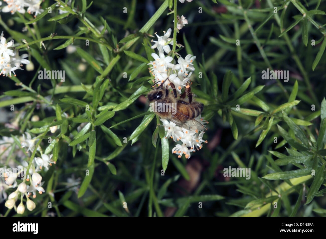 Asparagus Fern with Honey Bee collecting pollen-Asparagus densiflorus ...