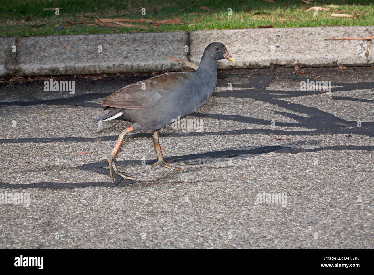 Waterbird water bird native hen rallidae gallinule australian wildlife ...