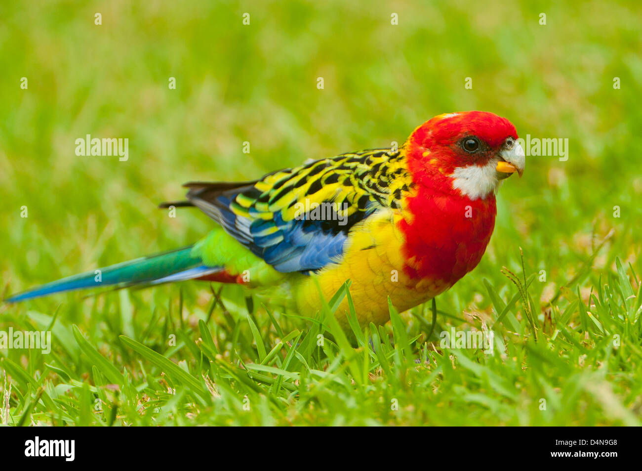 Yellow Rosella High Resolution Stock Photography and Images - Alamy