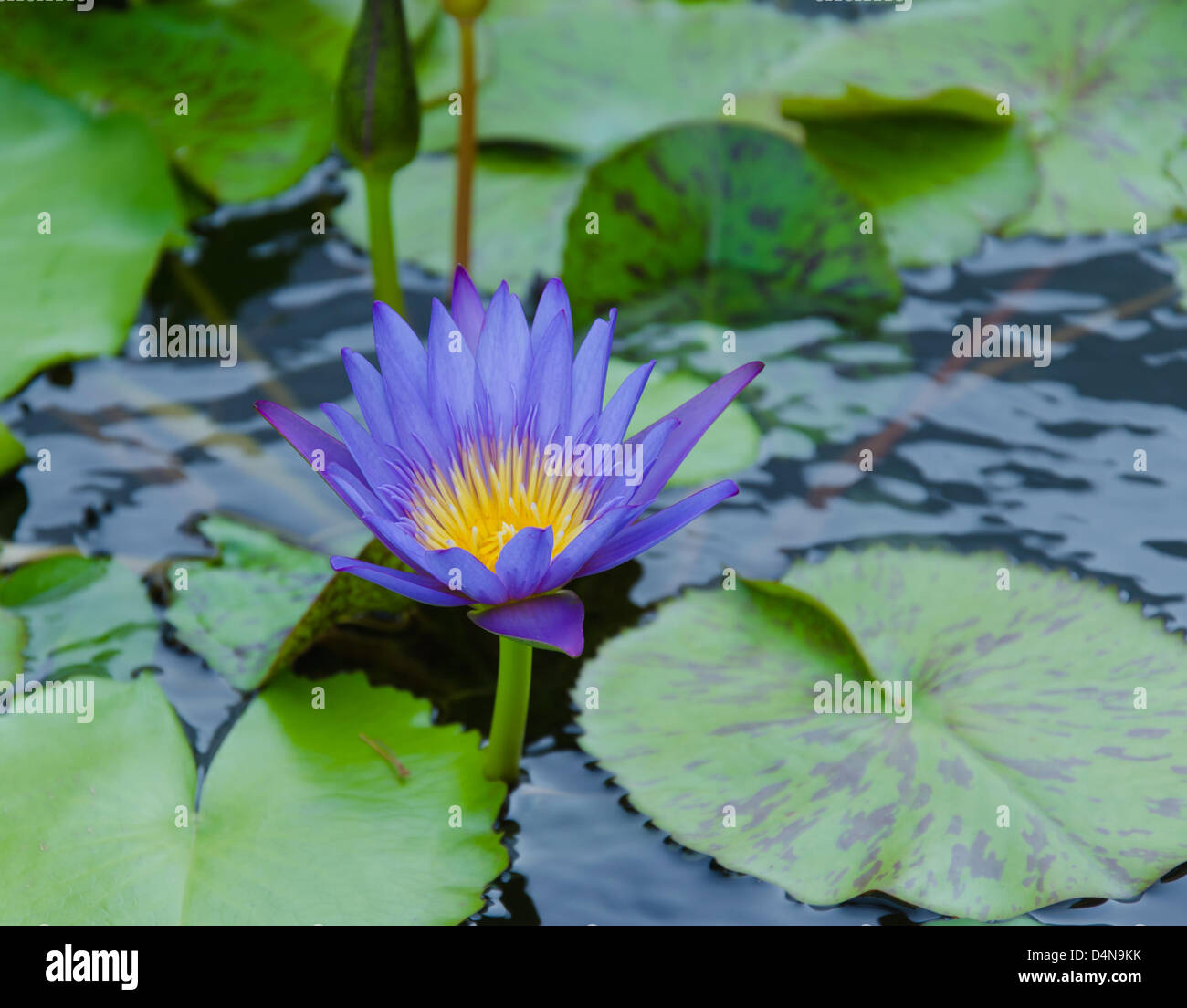 Lotus leaves pond hi-res stock photography and images - Alamy