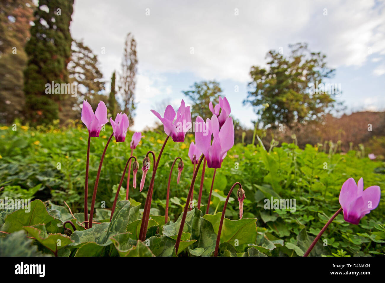 Persian Violets (Cyclamen persicum), Photographed in Israel in February ...
