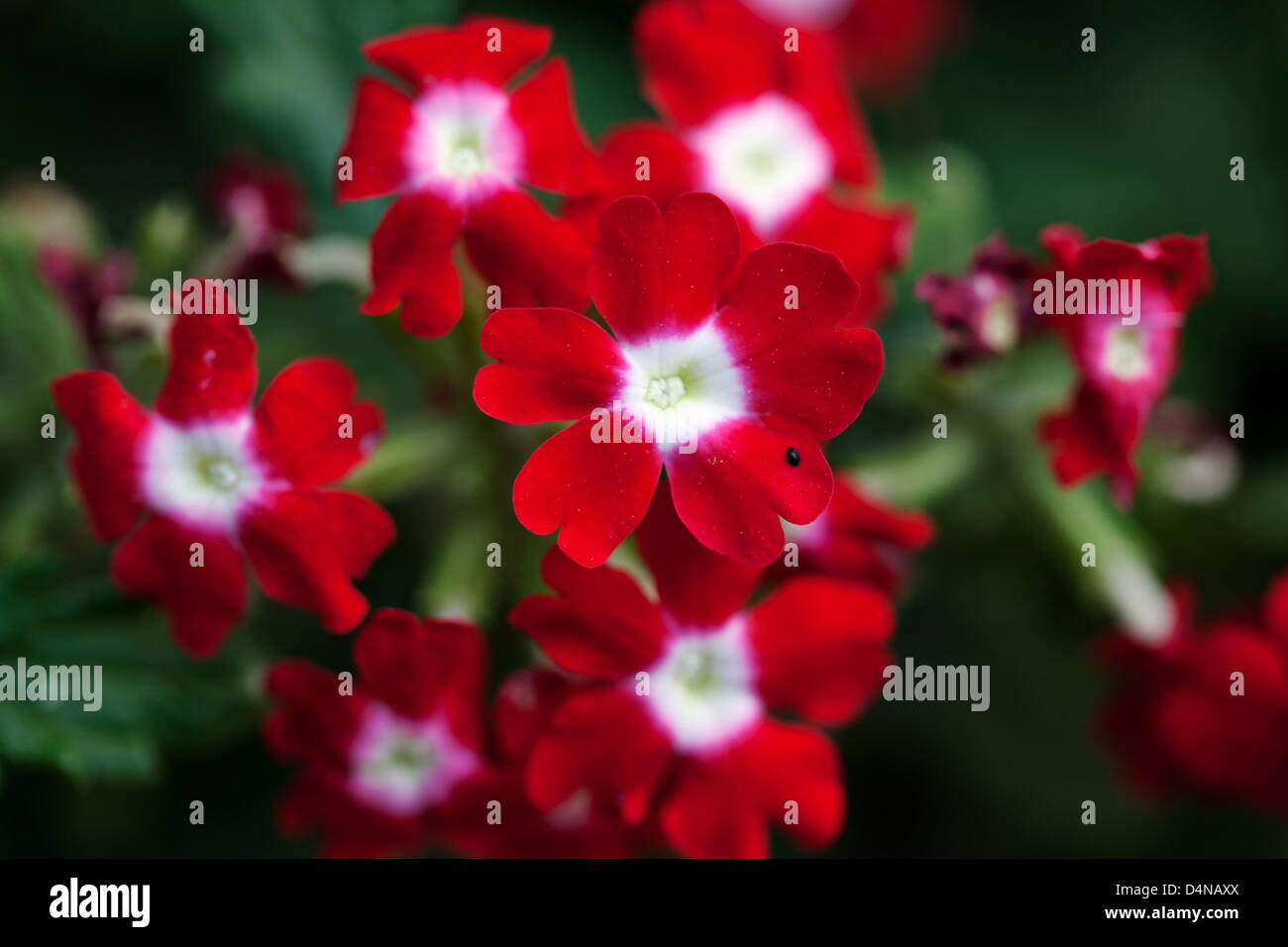 Red Verbena garden flower Stock Photo - Alamy