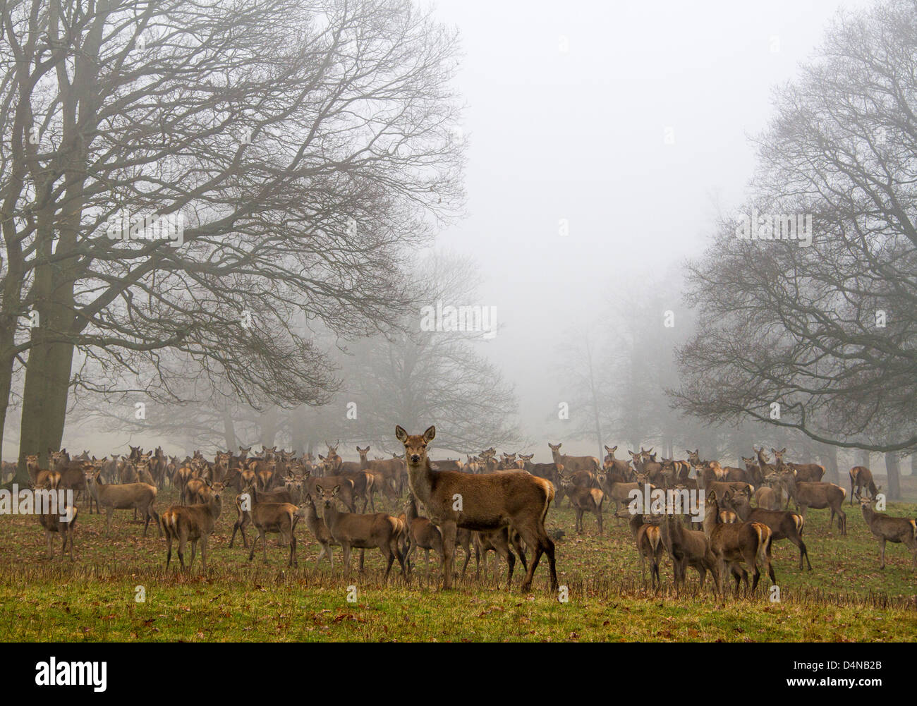 many red deer at windsor great park, uk Stock Photo - Alamy
