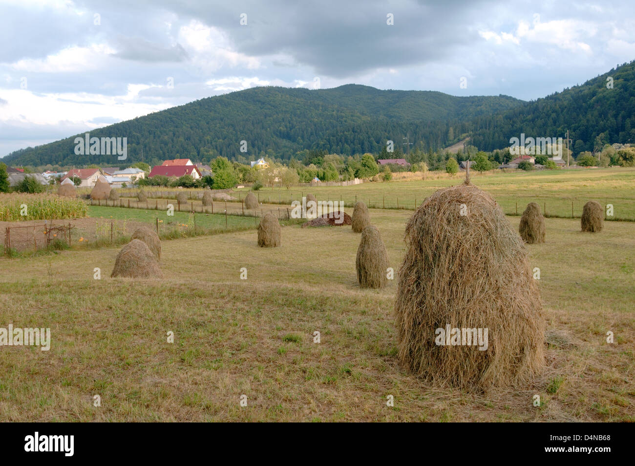 Haystacks in the field, Transilvania, Romania, Europe Stock Photo - Alamy