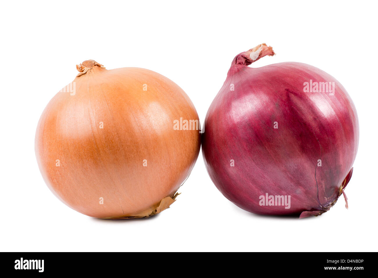 A single fresh whole brown and red onion side by side isolated on white ...