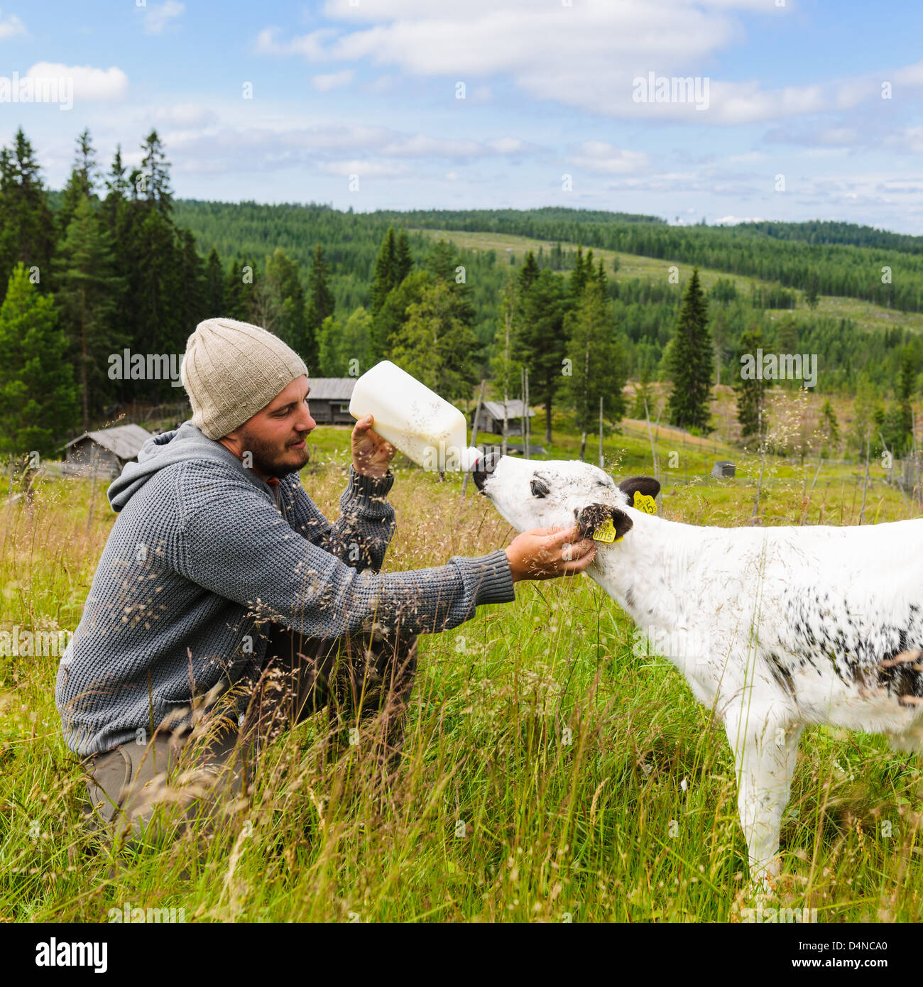 Man feeding lamb milk from bottle, Ransby, Värmland, Sweden, Europe ...