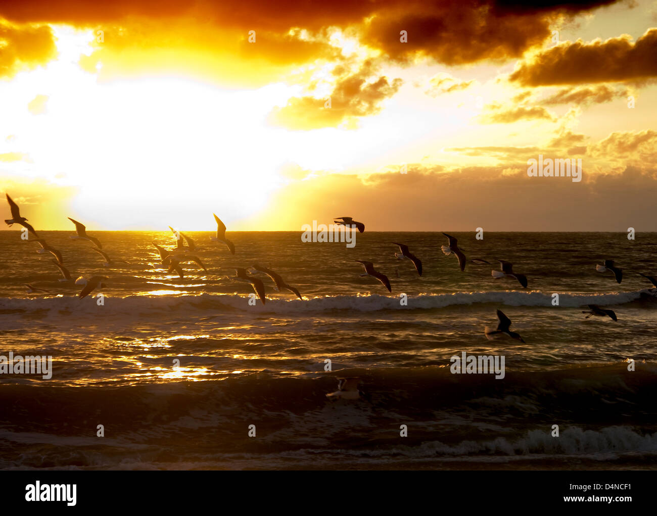 Flying birds on beach hi-res stock photography and images - Alamy