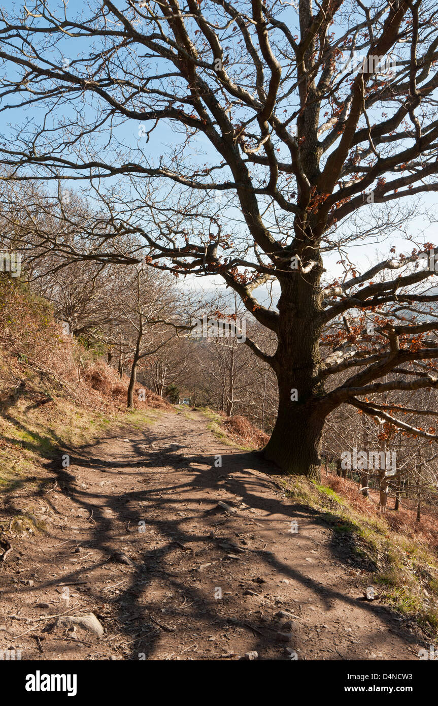 Oak tree mountain hi-res stock photography and images - Alamy