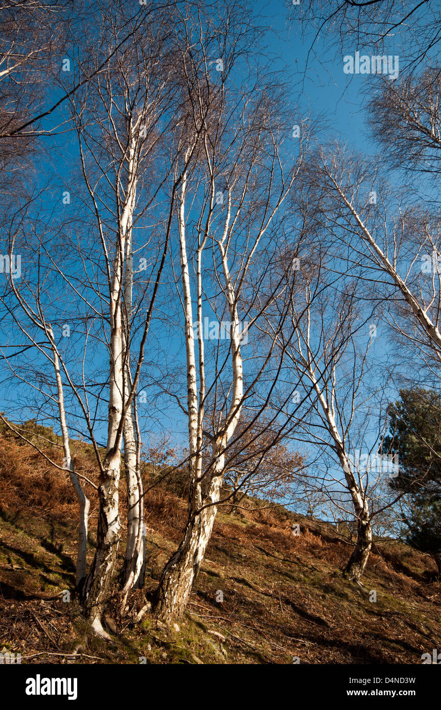 Silver Birch Tree Betula pendula growing on the side of Conwy mountain ...