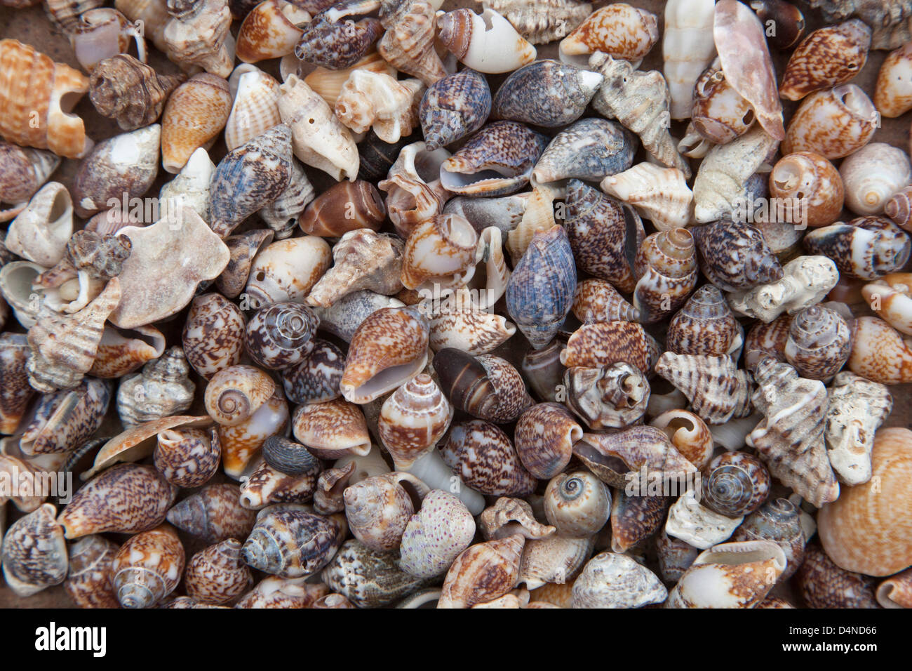 Marine bivalve shells hi-res stock photography and images - Alamy