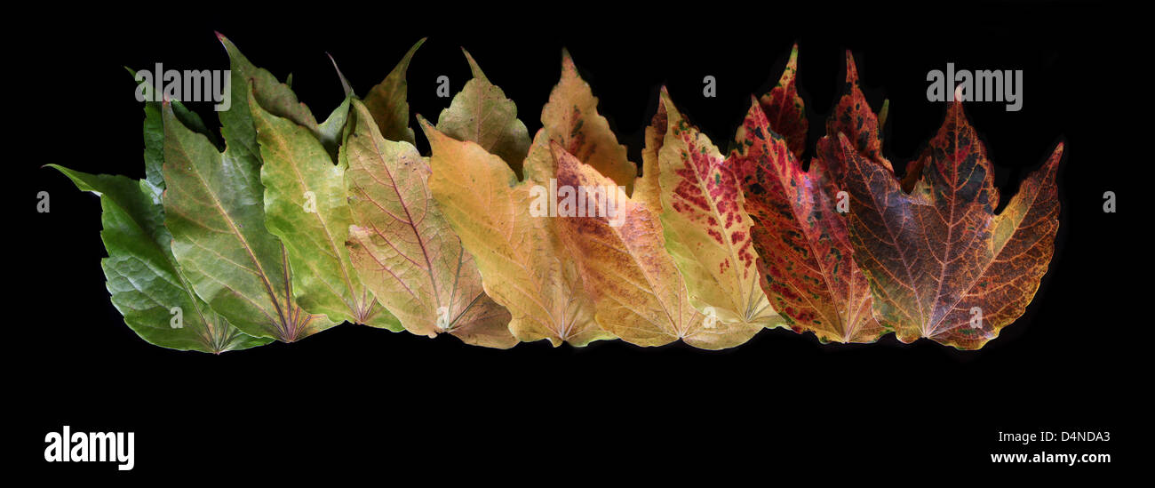 Fall color gradient Stock Photo - Alamy
