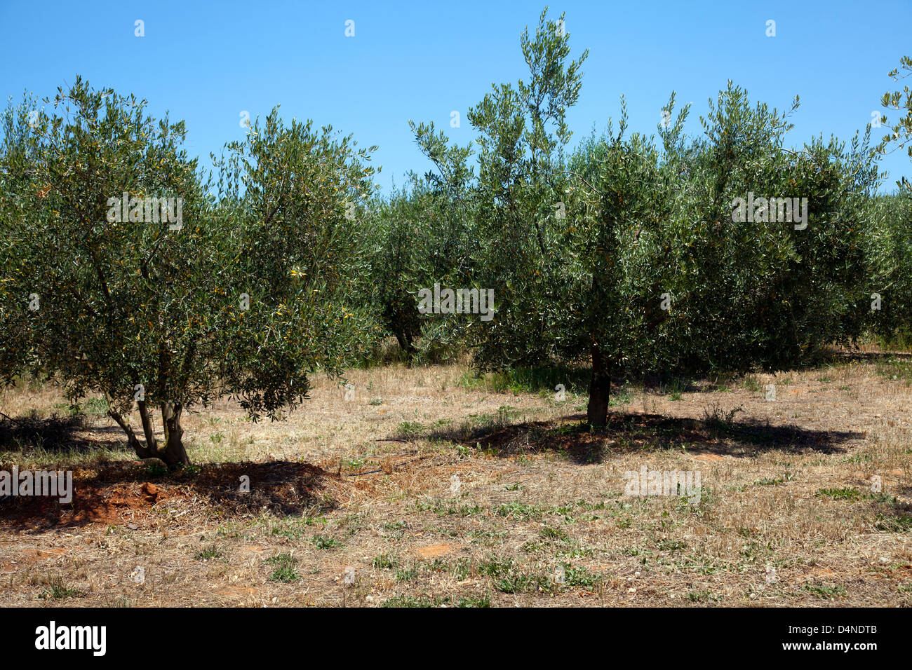 African olive olea europaea hi-res stock photography and images - Alamy