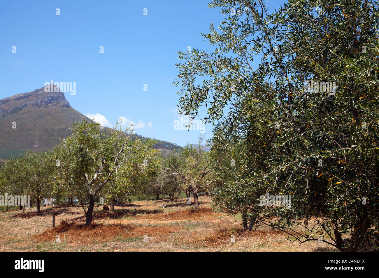 African olive olea europaea hi-res stock photography and images - Alamy