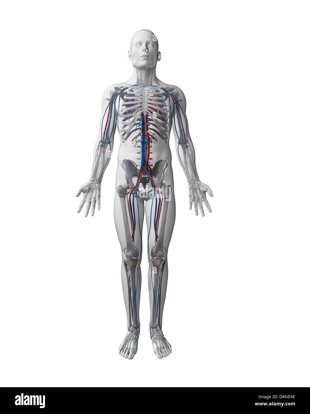 Human vascular system Stock Photo - Alamy