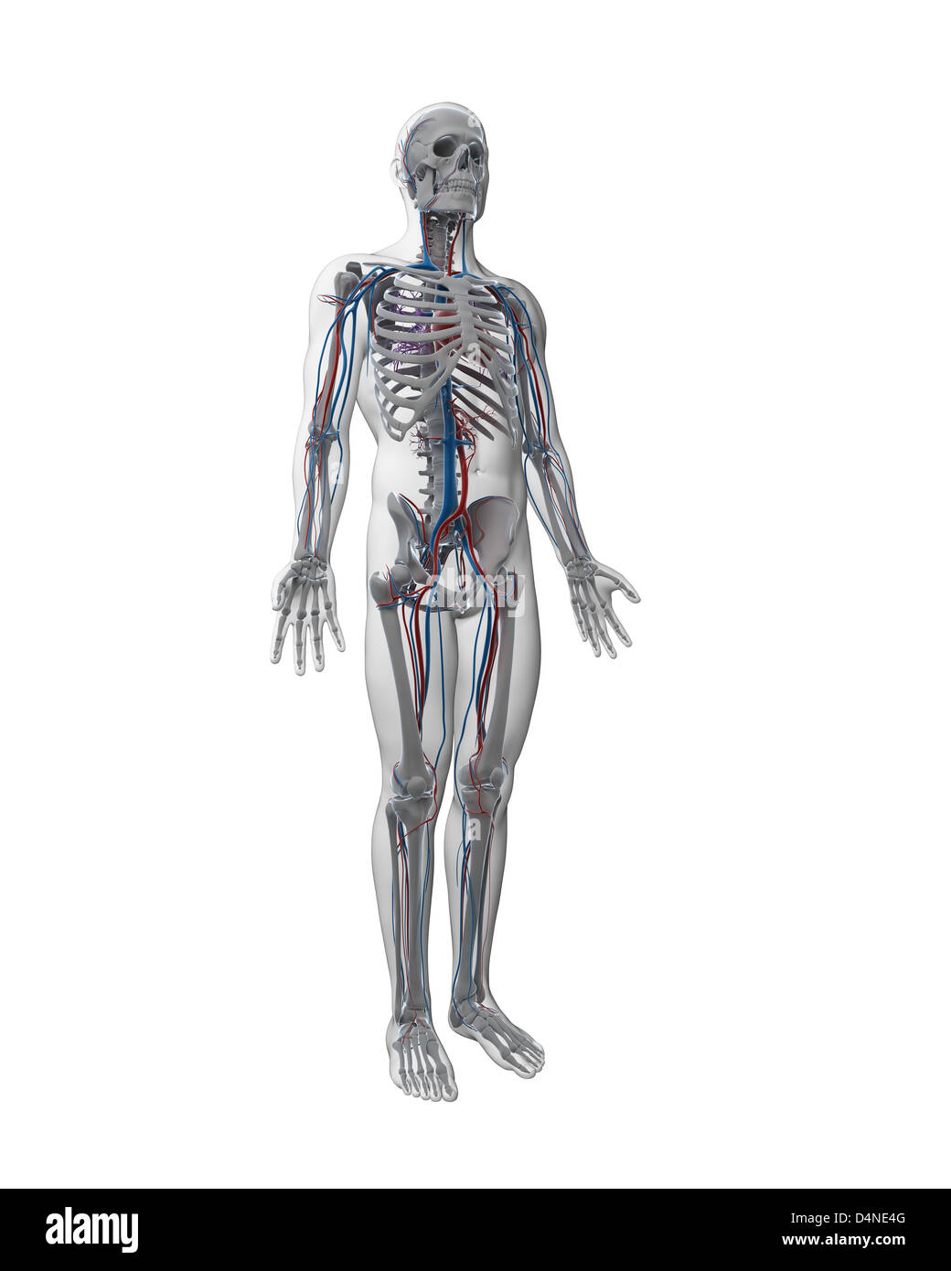 Human vascular system Stock Photo - Alamy