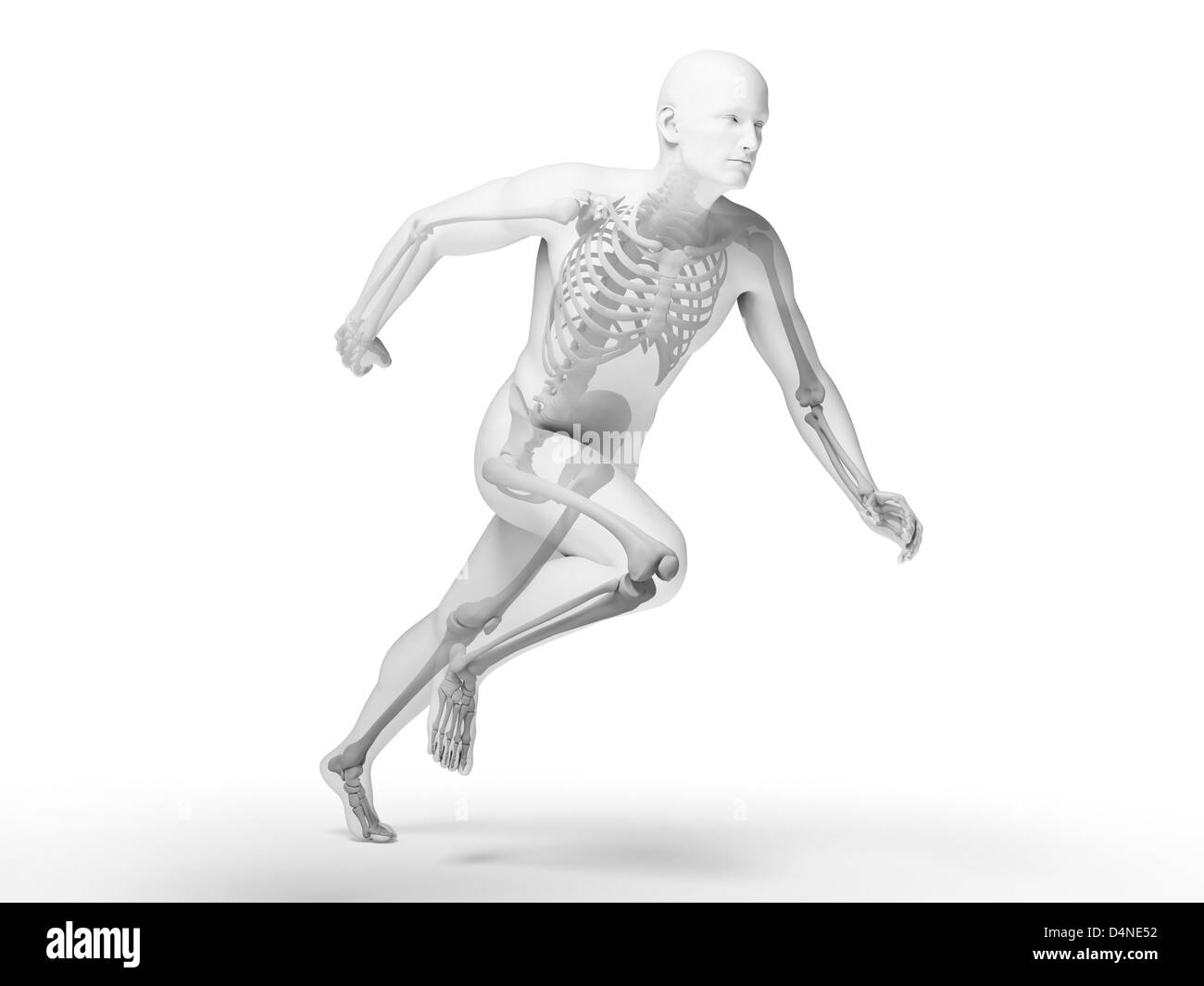 Medical skeleton running knee joints Black and White Stock Photos ...