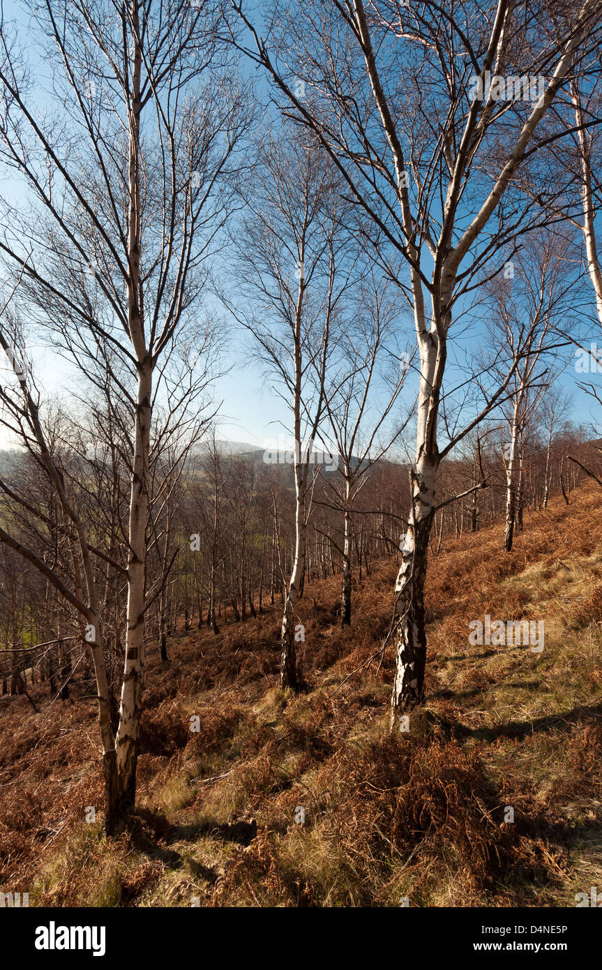 Silver Birch Tree Betula pendula growing on the side of Conwy mountain ...