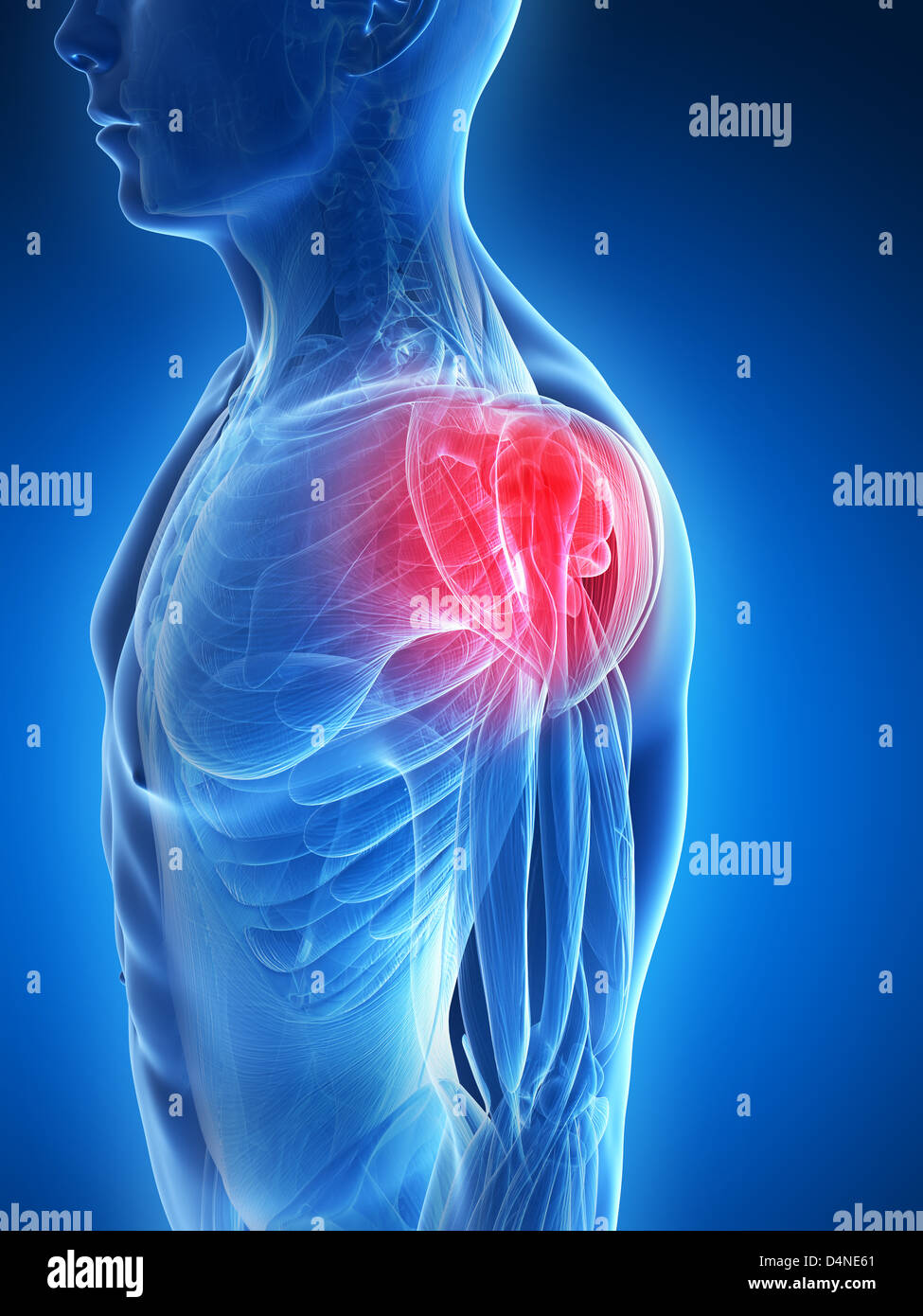 Shoulder muscle anatomy hi-res stock photography and images - Alamy