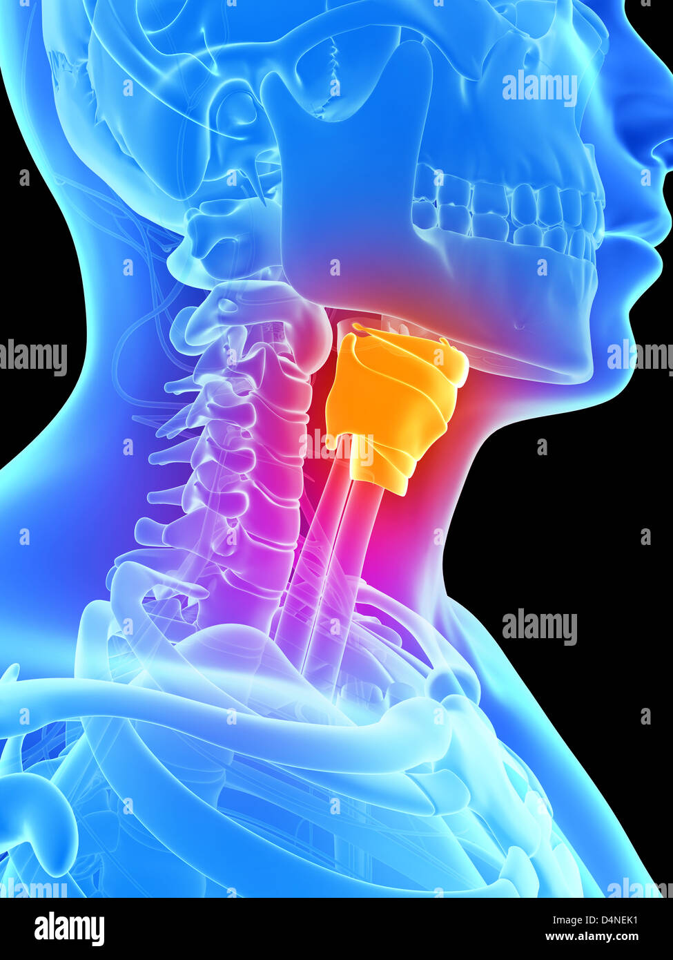 Vocal cord anatomy hi-res stock photography and images - Alamy