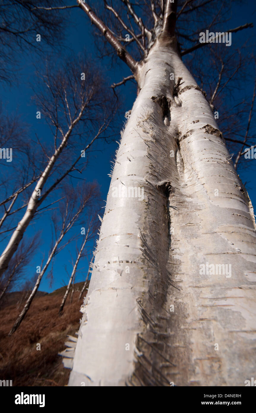 Silver Birch Tree Betula pendula growing on the side of Conwy mountain ...