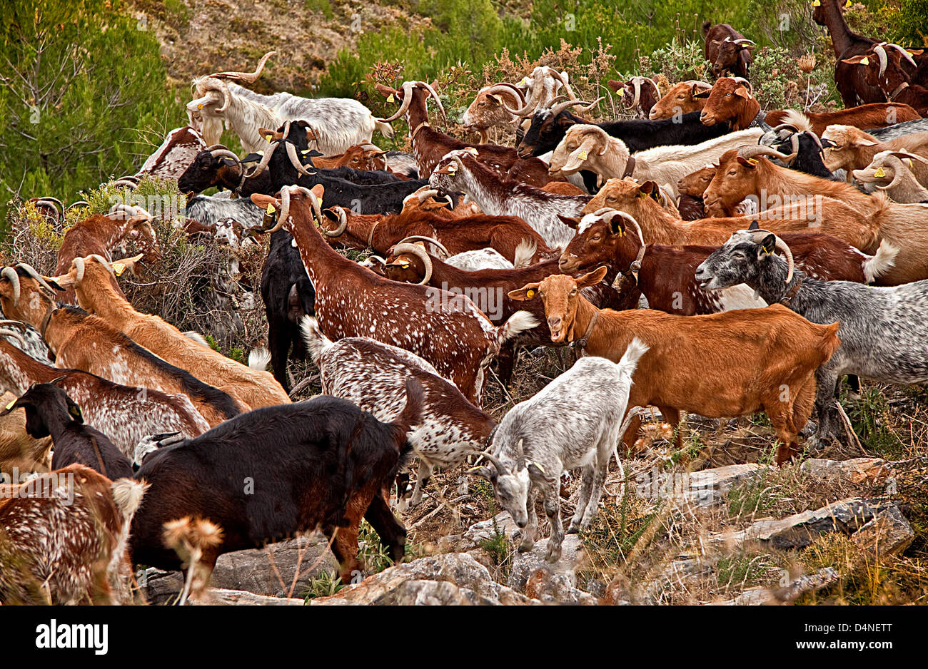Goat in a field Stock Photo - Alamy