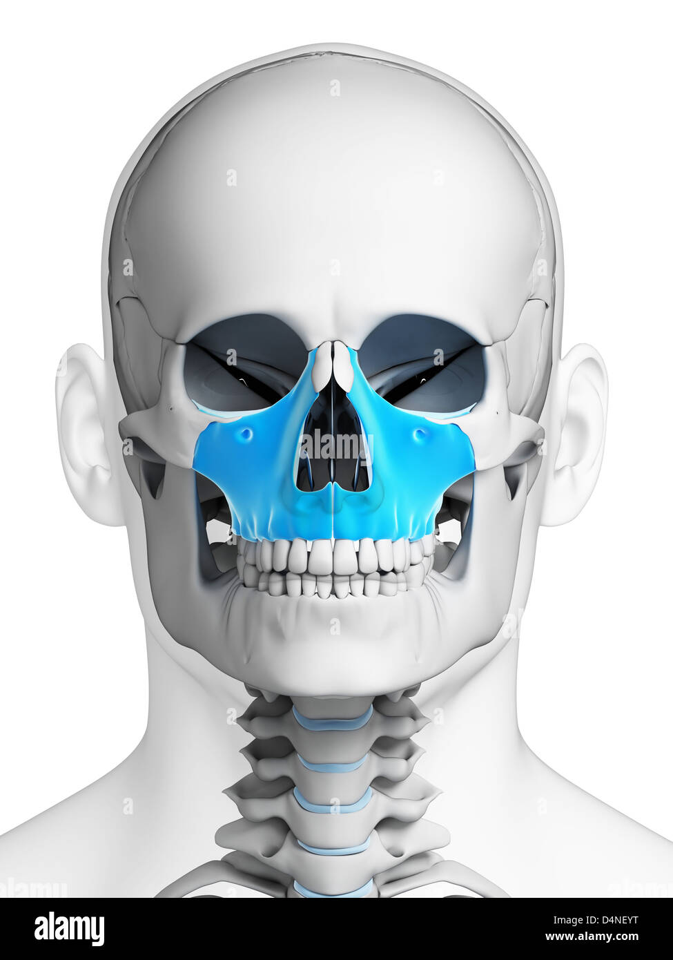 Maxilla Mandible High Resolution Stock Photography and Images - Alamy