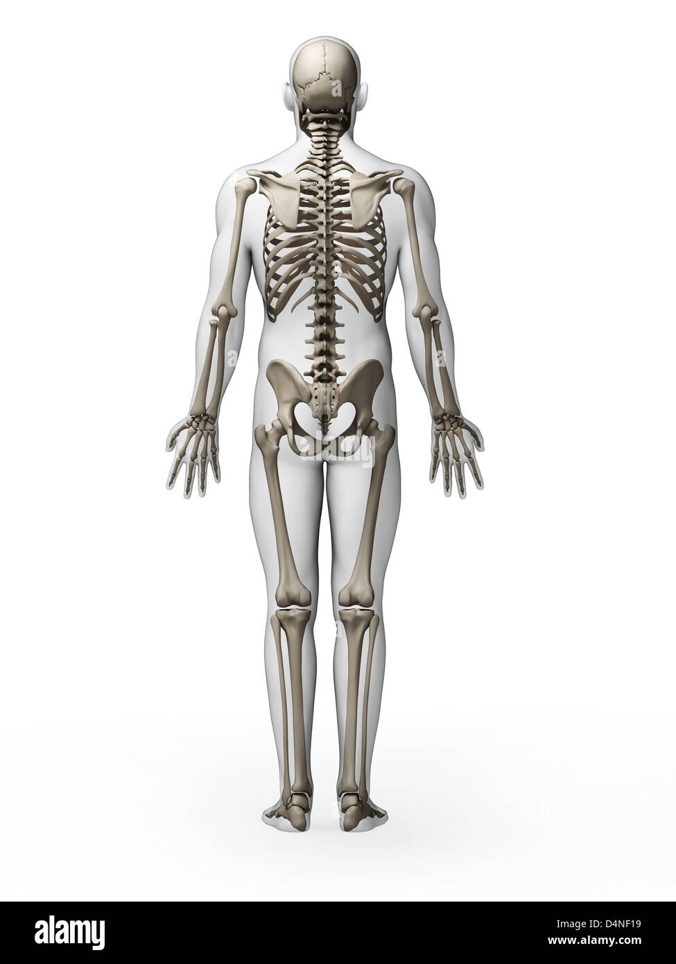 Human body dead dead human body hi-res stock photography and images - Alamy