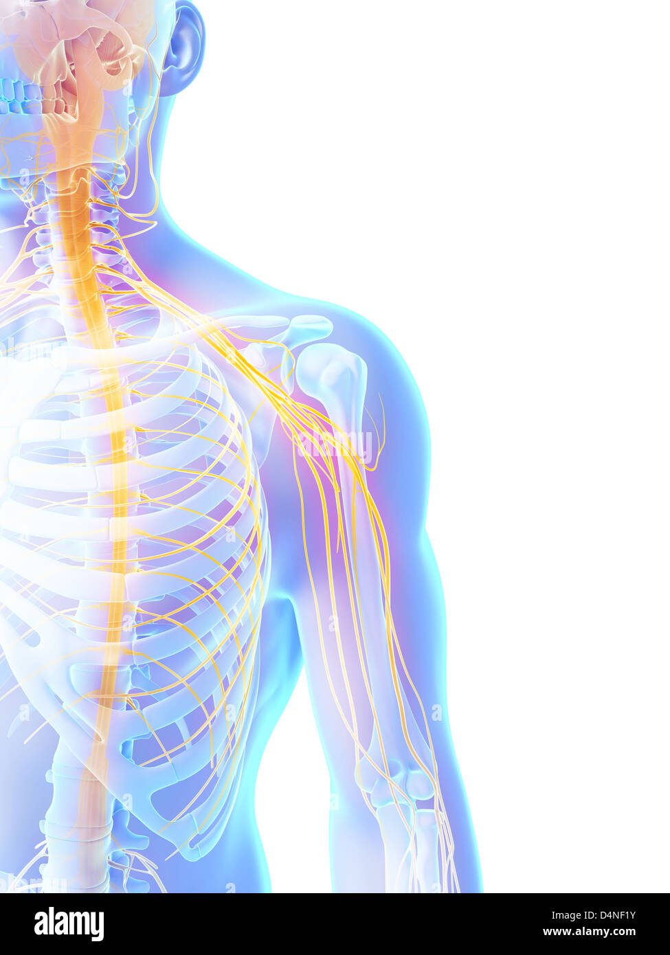 Body nerves hi-res stock photography and images - Alamy