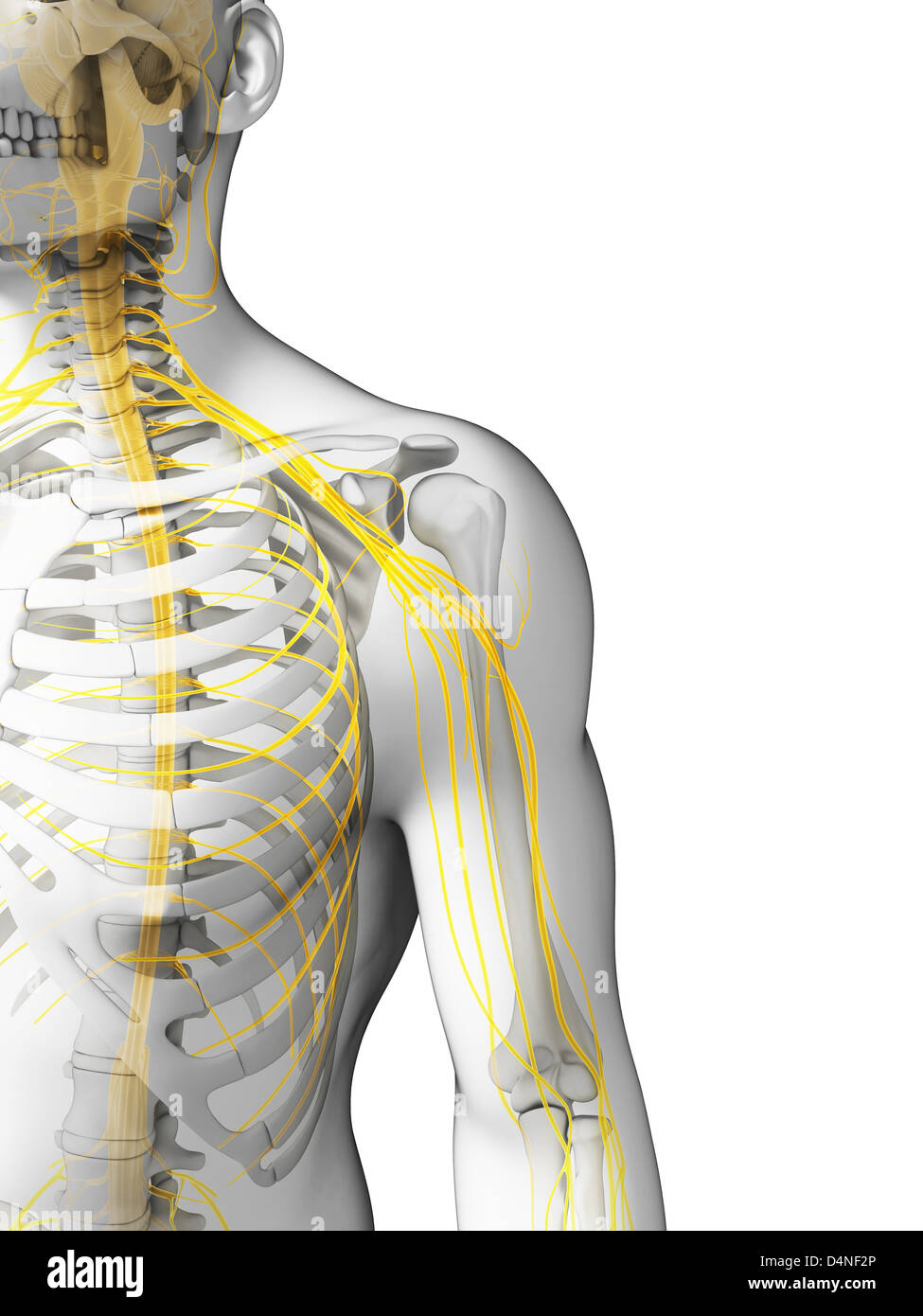 Body nerves hi-res stock photography and images - Alamy