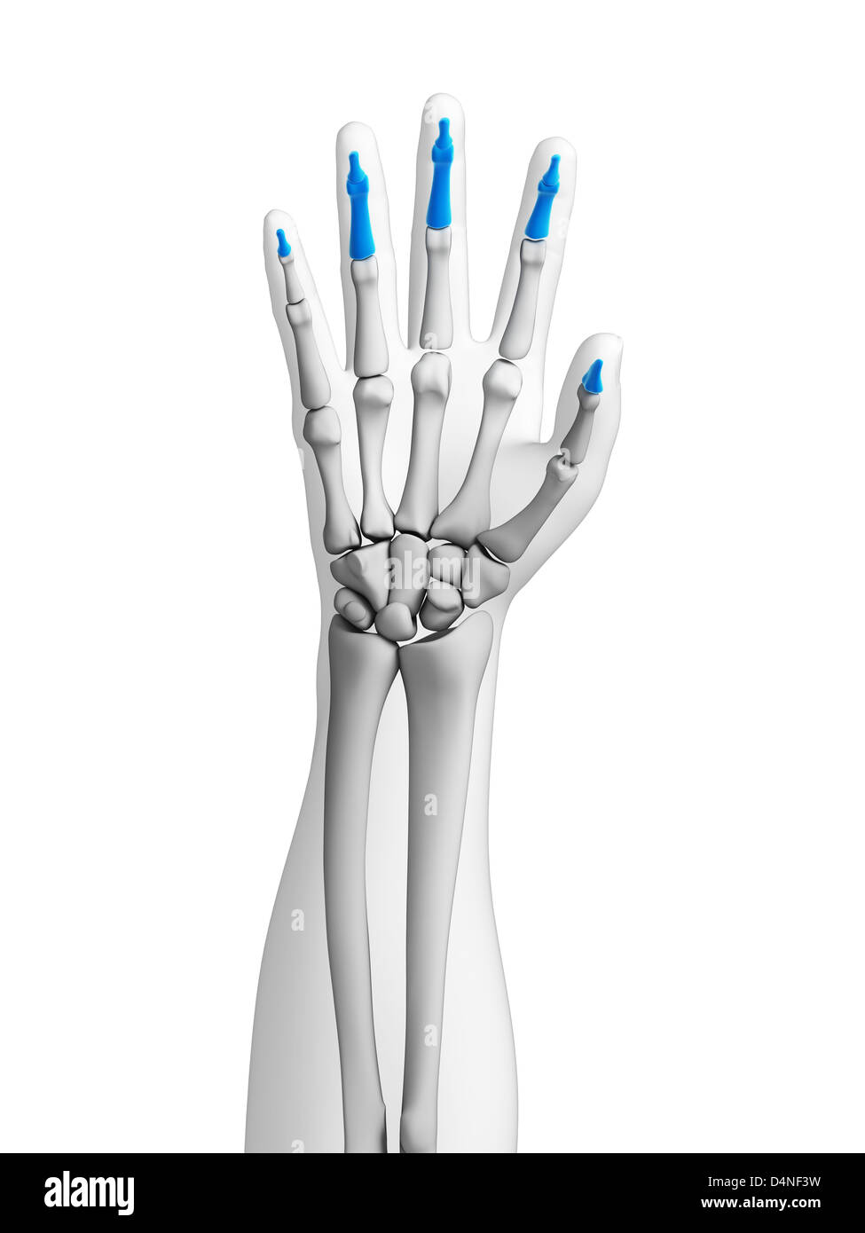 Human hand skeleton hi-res stock photography and images - Alamy