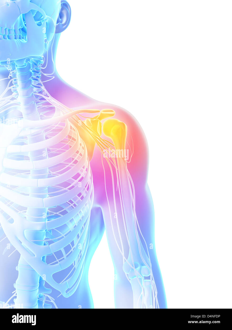 Human Joint Highlighted X Ray High Resolution Stock Photography and ...