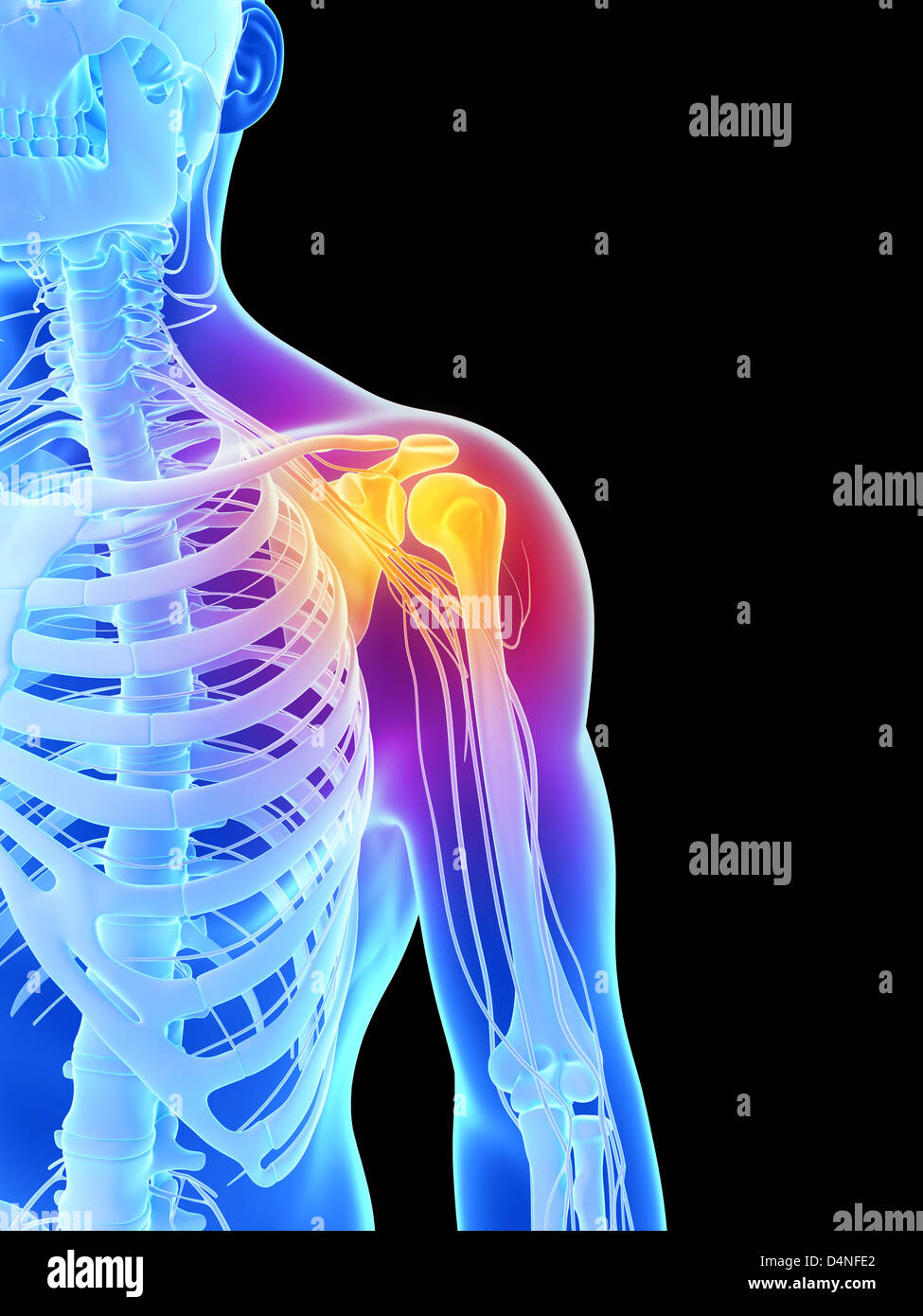 Highlighted shoulder joint Stock Photo - Alamy
