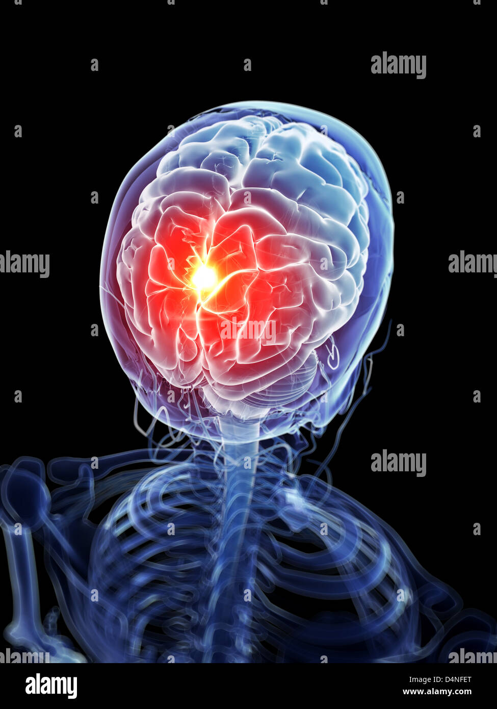 Cortex cerebellum hi-res stock photography and images - Alamy