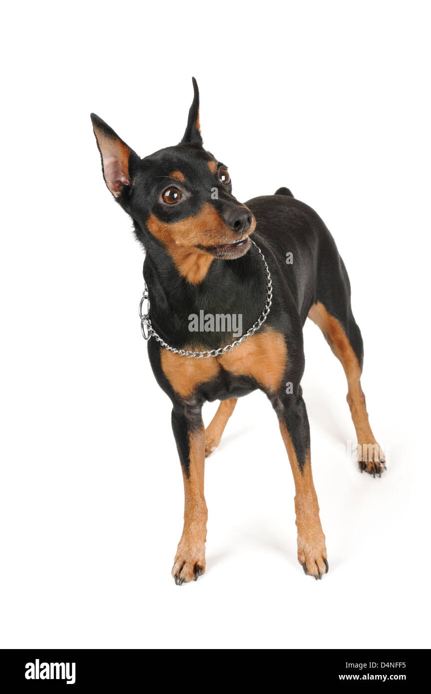 Purebred Miniature Pinscher isolated on white background Stock Photo ...