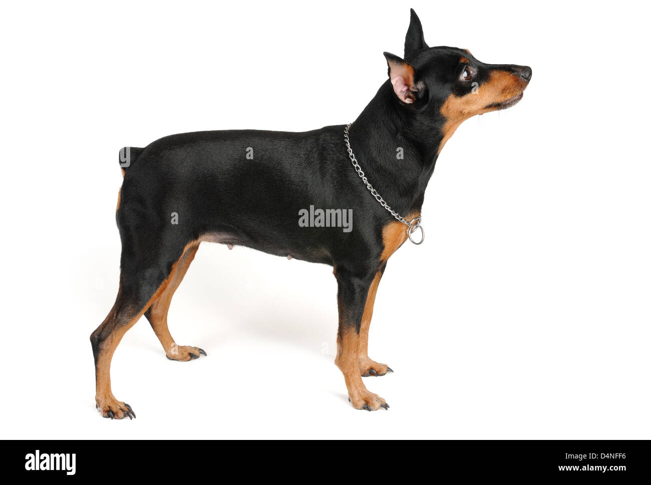 Stance of black Miniature Pinscher over white Stock Photo - Alamy