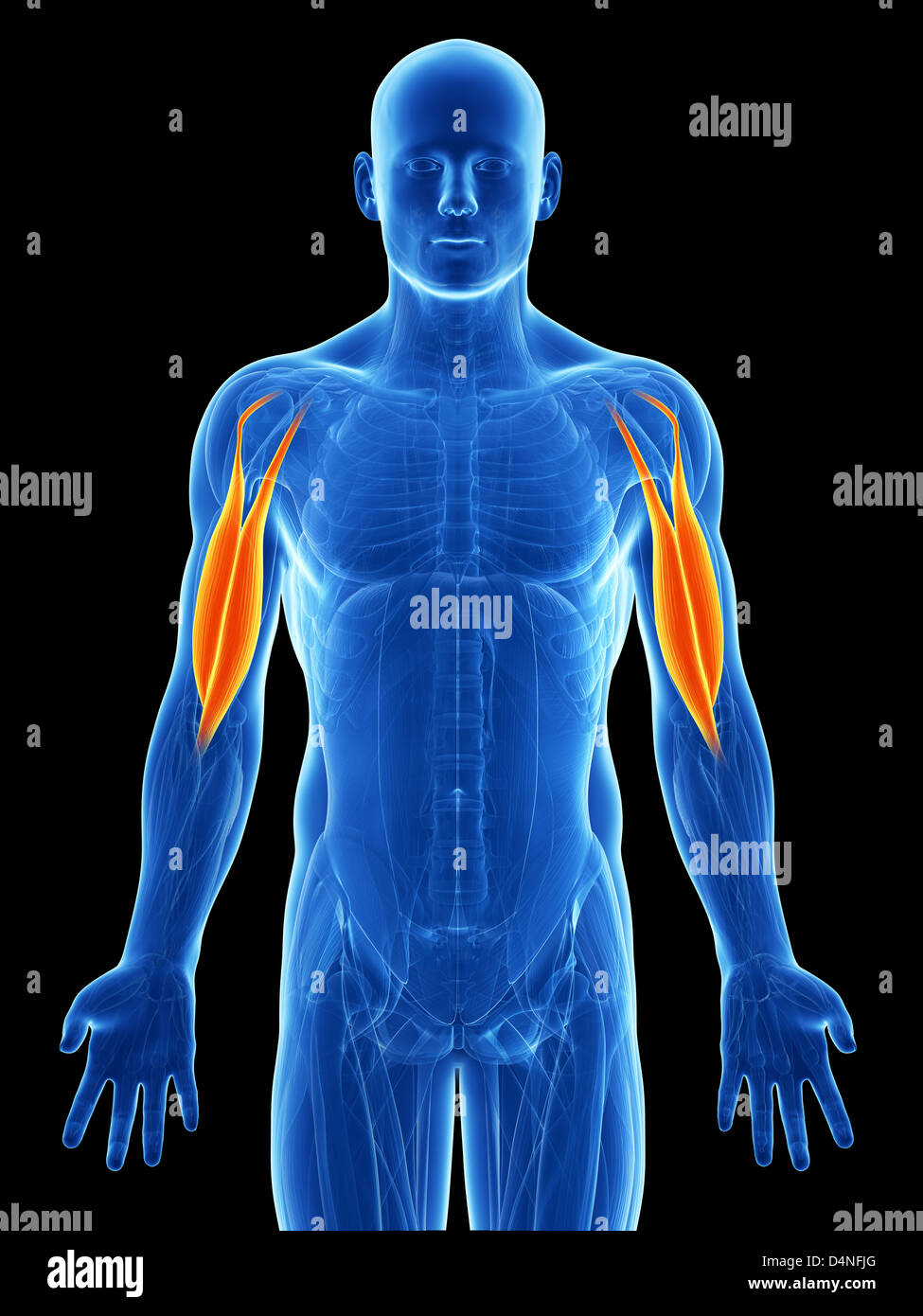 Biceps brachii muscle anatomy medical hi-res stock photography and ...