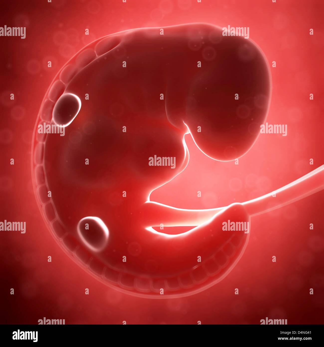Fetus model hi-res stock photography and images - Alamy