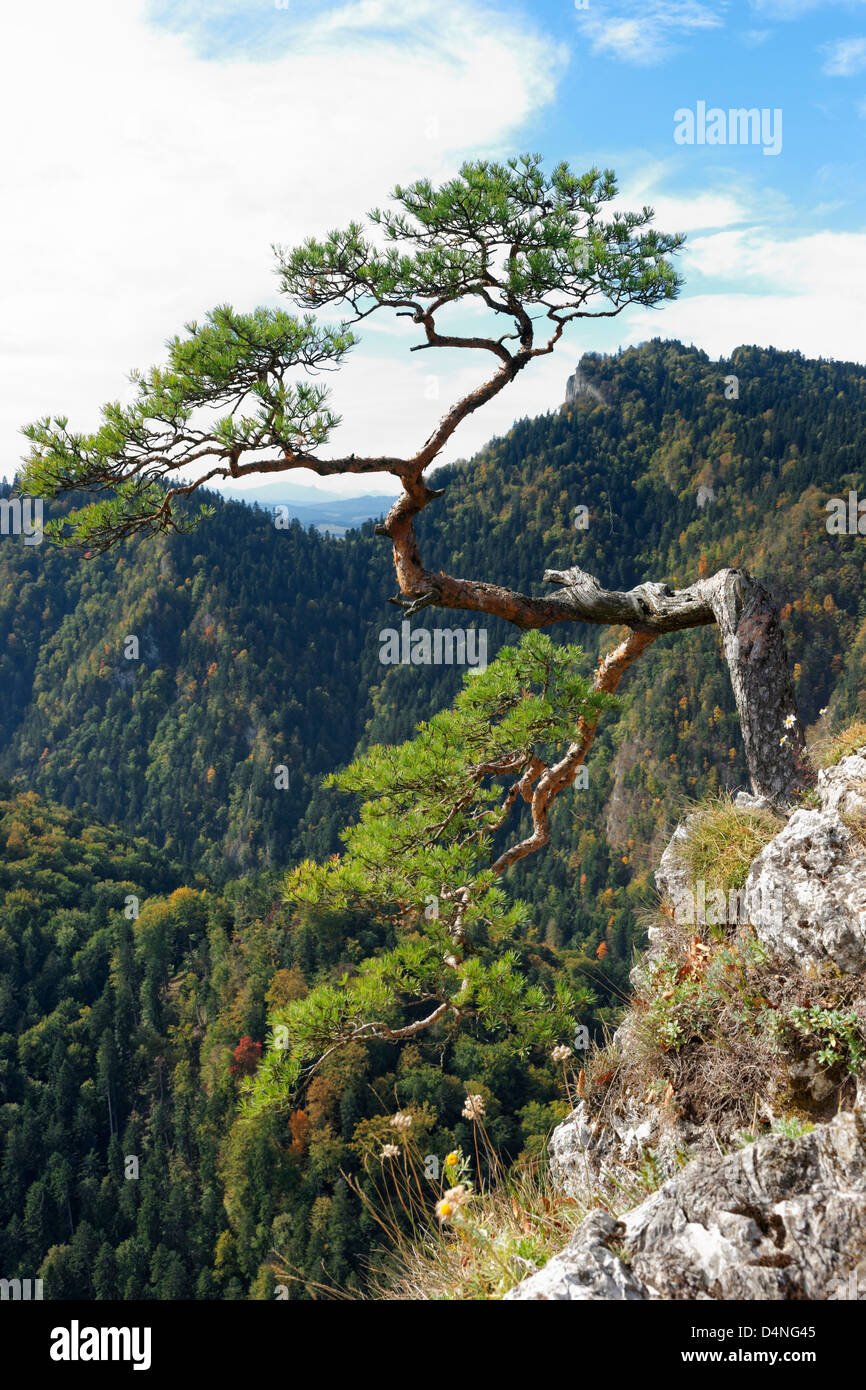 Stunted and twisted Pine Tree in the Pieniny National Park, Poland ...