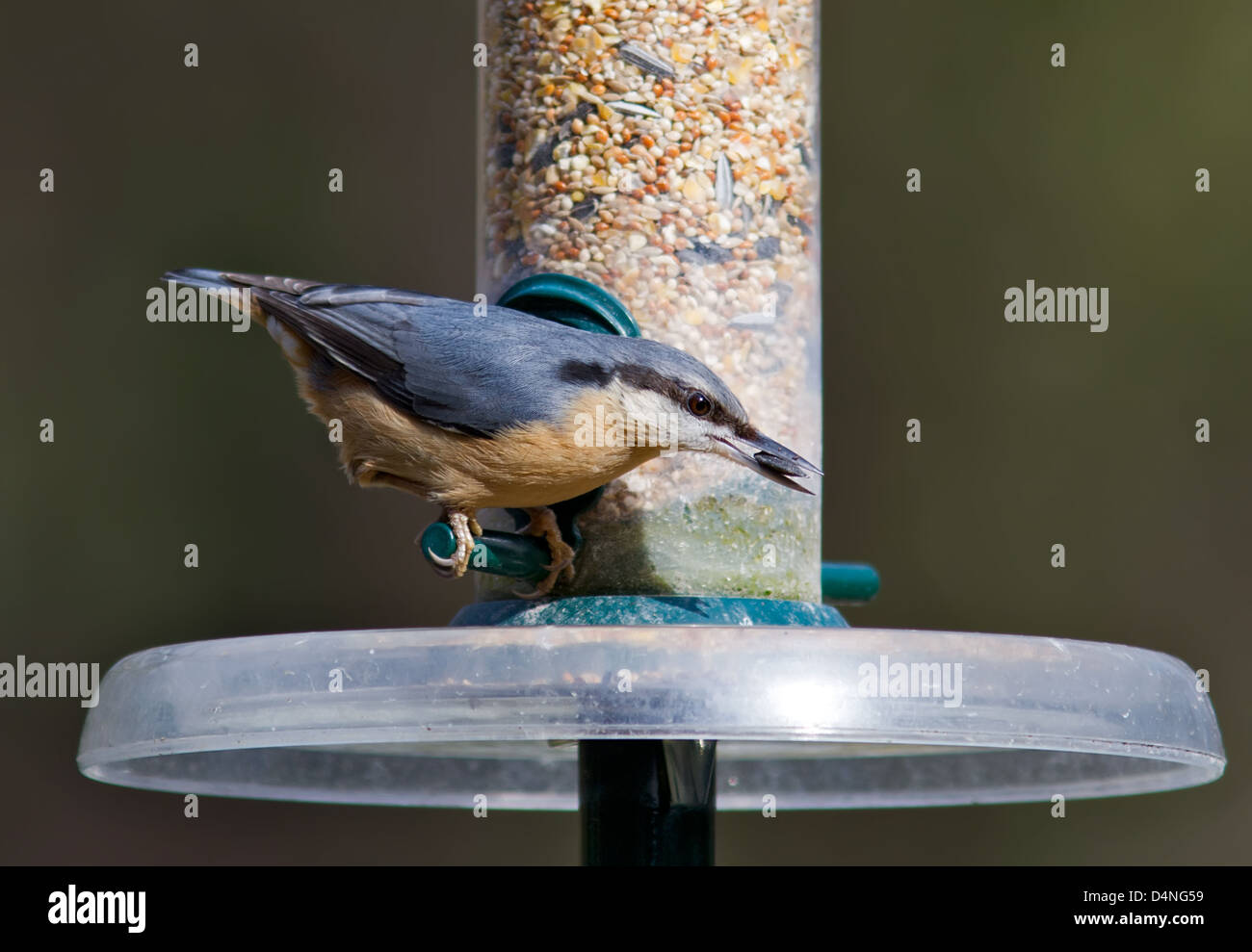 Nuthatch feeding hi-res stock photography and images - Alamy